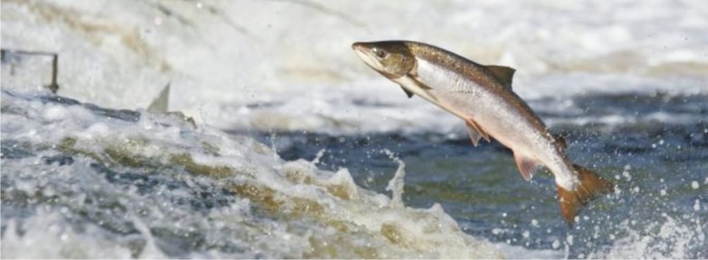 Scientists discovered a new method to trace protein sources of Salmon ...