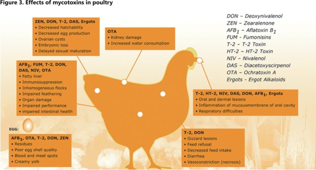 Impact of Mycotoxins on Poultry Gut - Benison Media