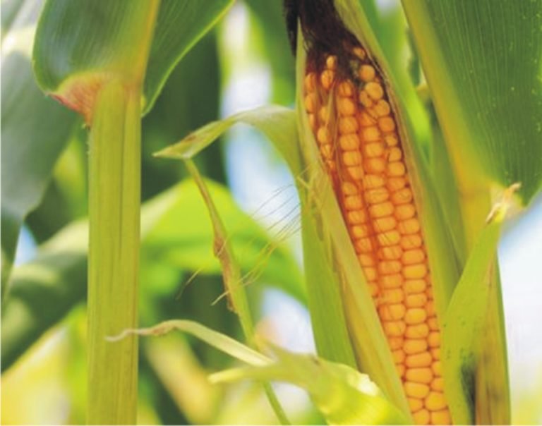 China GMO crop panel meeting raises approval hopes - Benison Media