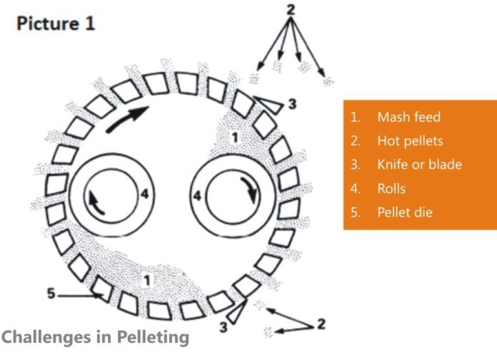 Key steps in feed pelleting - Benison Media
