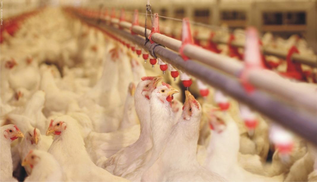 Poultry Management and Biosecurity Measures - Benison Media