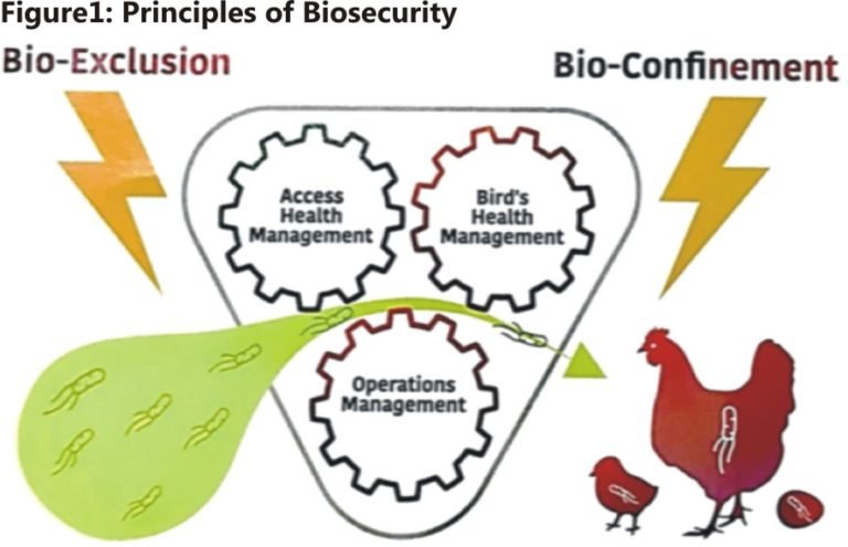 Poultry Management and Biosecurity Measures - Benison Media