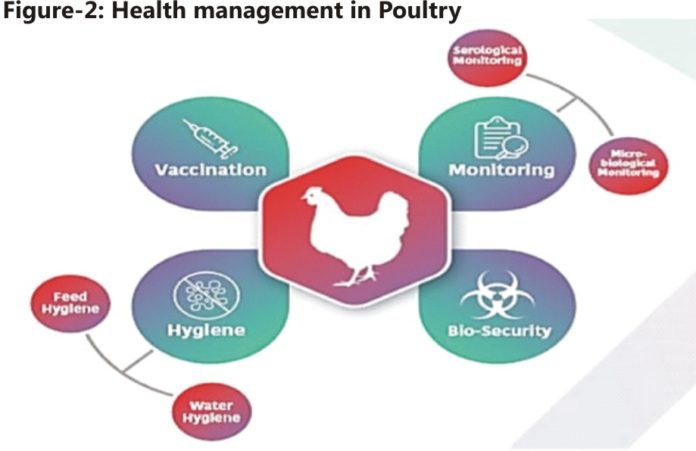 Poultry Management and Biosecurity Measures - Benison Media