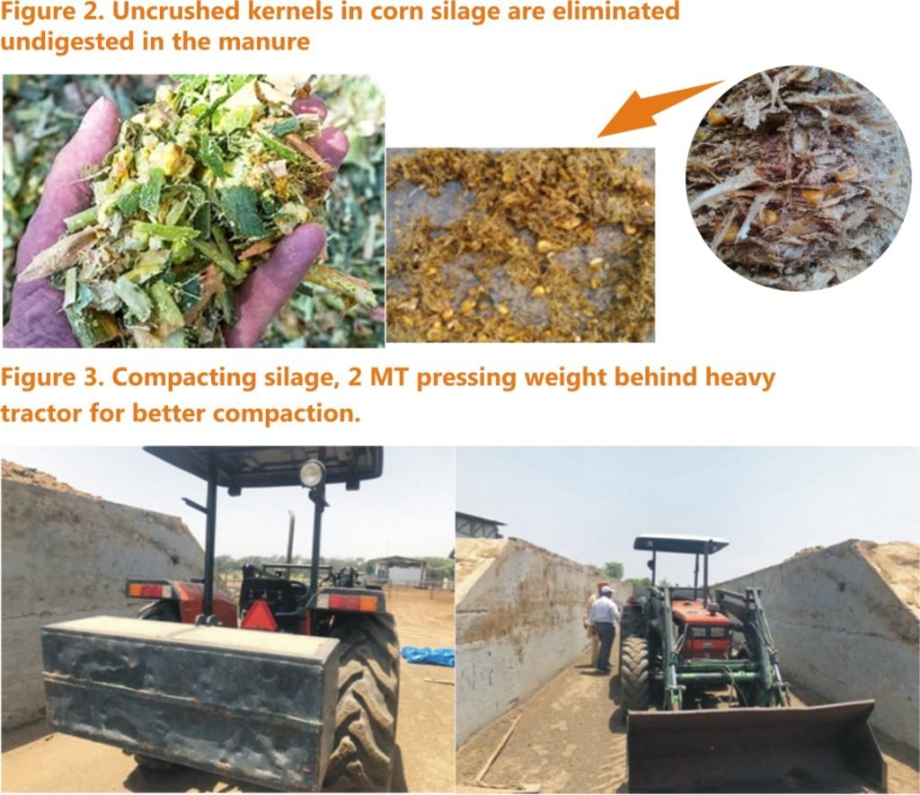Quality Silage Making: Specific reference to Maize Silage - Benison Media