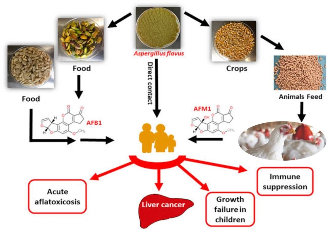 Metabolism of AflatoxinB1 – a natural contaminant in Poultry - Benison ...