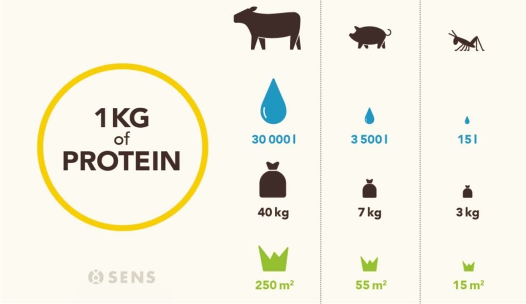 Insect Protein in Europe - Benison Media
