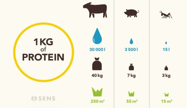 Insect Protein in Europe - Benison Media