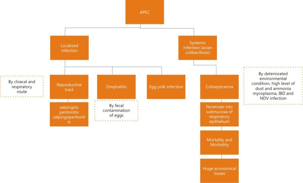 Understanding Colibacillosis for Better Prevention and Control in ...