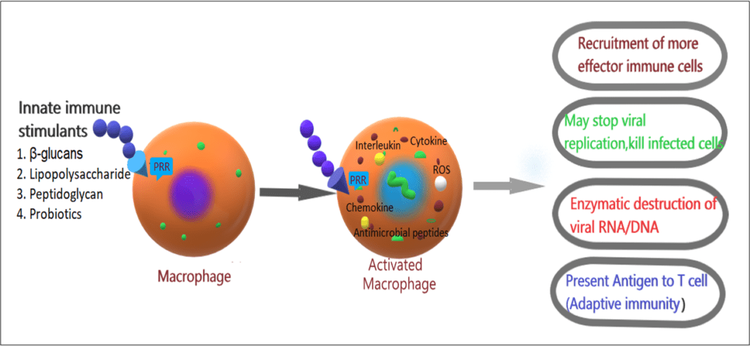 Role of Innate Immunity During Viral Disease Outbreaks in Poultry ...