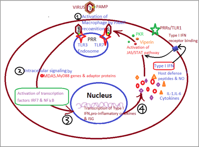 Role of Innate Immunity During Viral Disease Outbreaks in Poultry ...