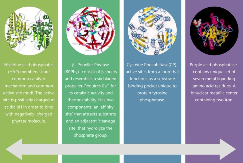 Pushing the envelope with Phytase – Potentiated Phytase - Benison Media