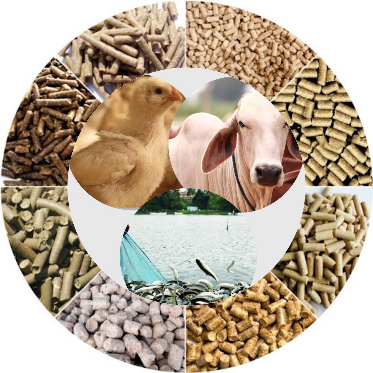 Why are Vitamins essential for Animal Health and Productivity ...