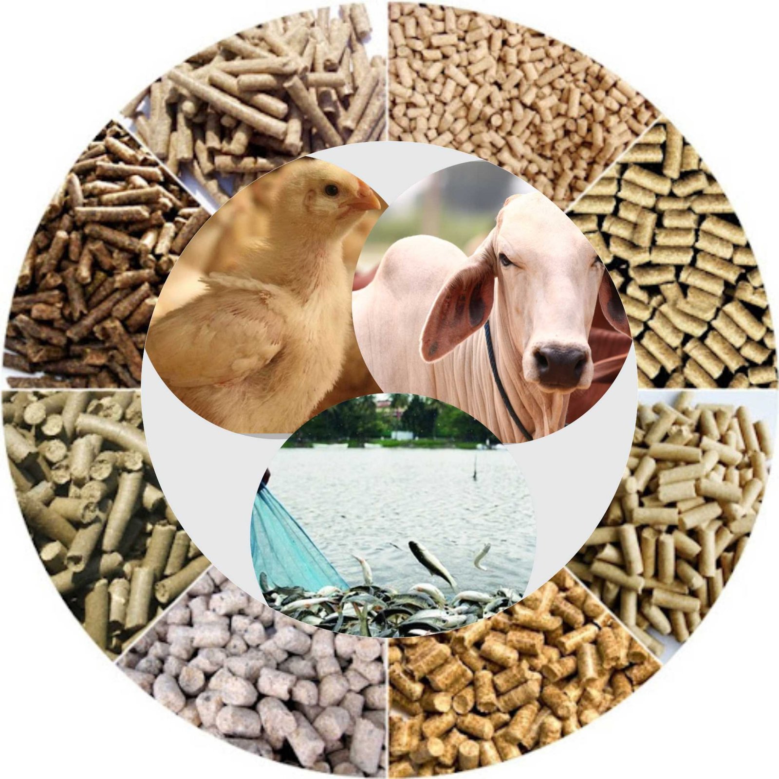 Why are Vitamins essential for Animal Health and Productivity ...