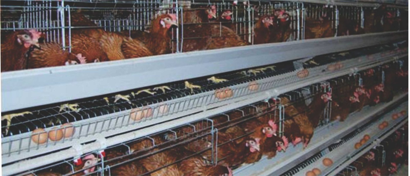 Cooperative model – Way forward for sustainable layer farming - Benison ...