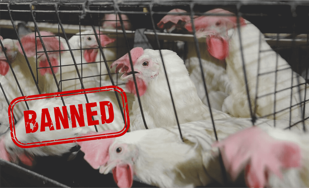 Malaysian ban on chicken exports – An opportunity for the Indian ...