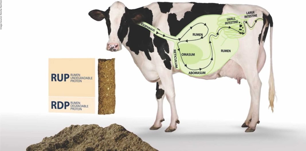 Feeding of cows with Rumen Undegraded Protein (RUP) during pregnancy ...