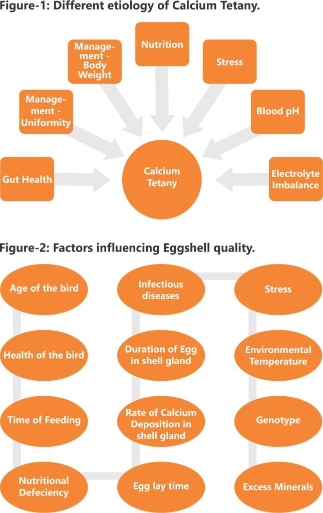 Calcium Tetany in Closed House Broiler Breeder Hens in Battery Cages ...