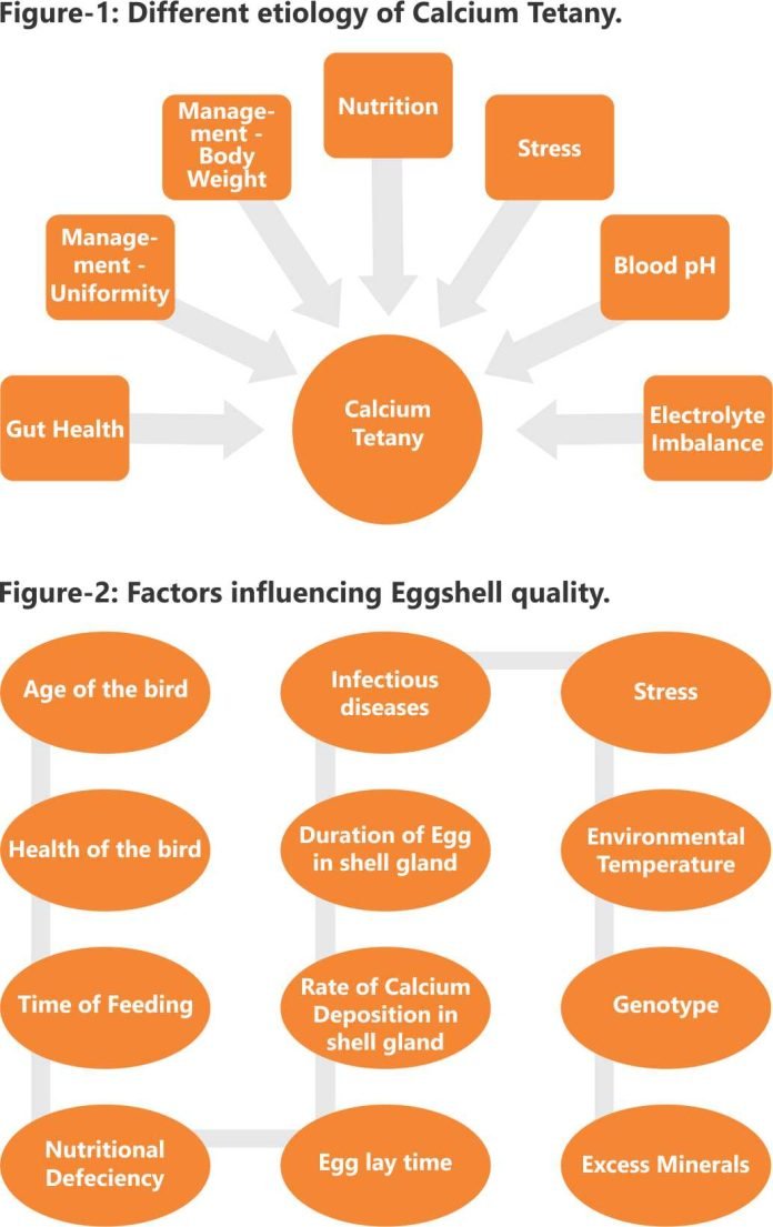 Calcium Tetany in Closed House Broiler Breeder Hens in Battery Cages ...