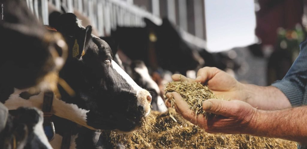 Feed Efficiency Improvement in Dairy Cows – An Opportunity - Benison Media