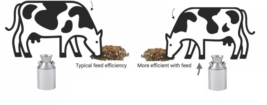 Feed Efficiency Improvement in Dairy Cows – An Opportunity - Benison Media