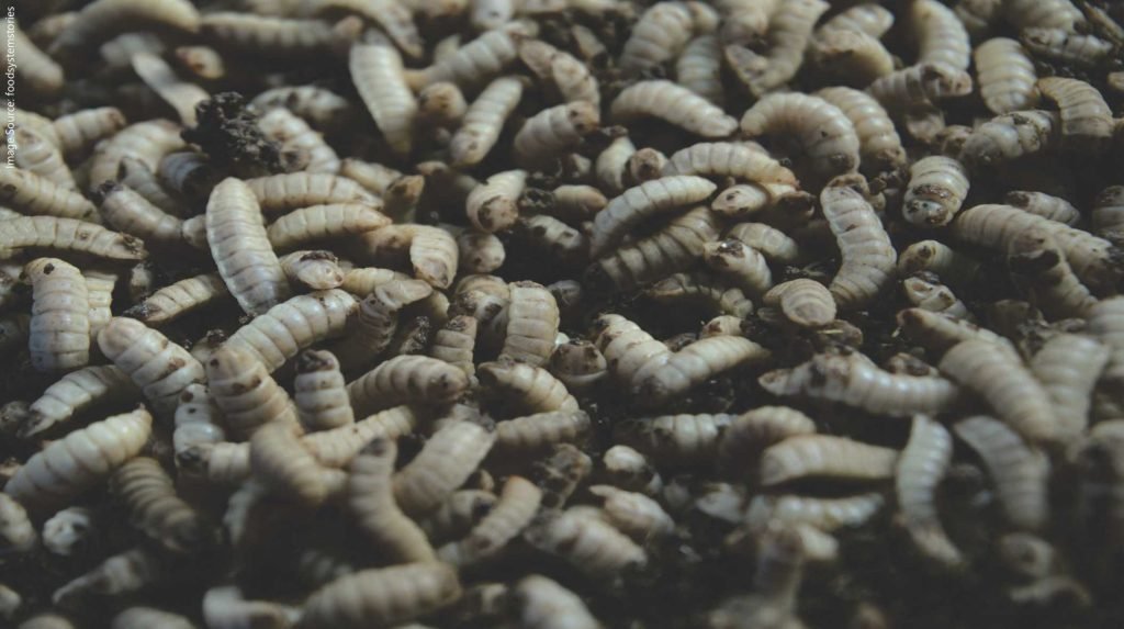 Boosting Shrimp Feed with BSFL Meal: An Excellent Supplement for ...
