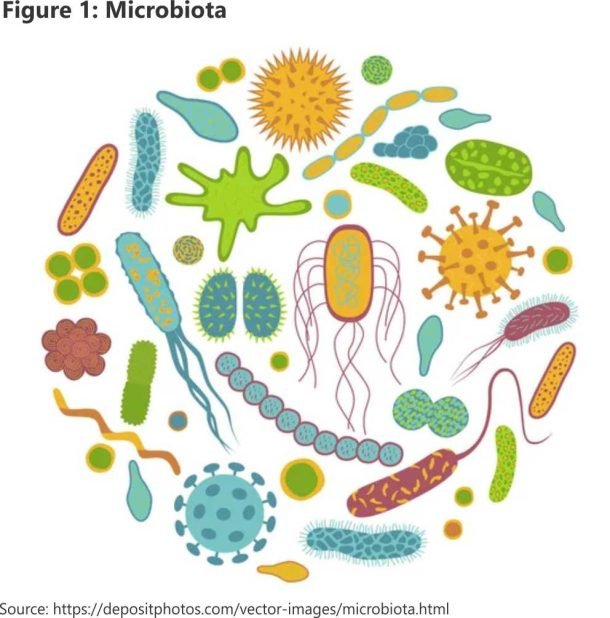 Role of Microbiota in Shaping Poultry Gut Health - Benison Media