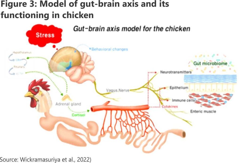Role of Microbiota in Shaping Poultry Gut Health - Benison Media