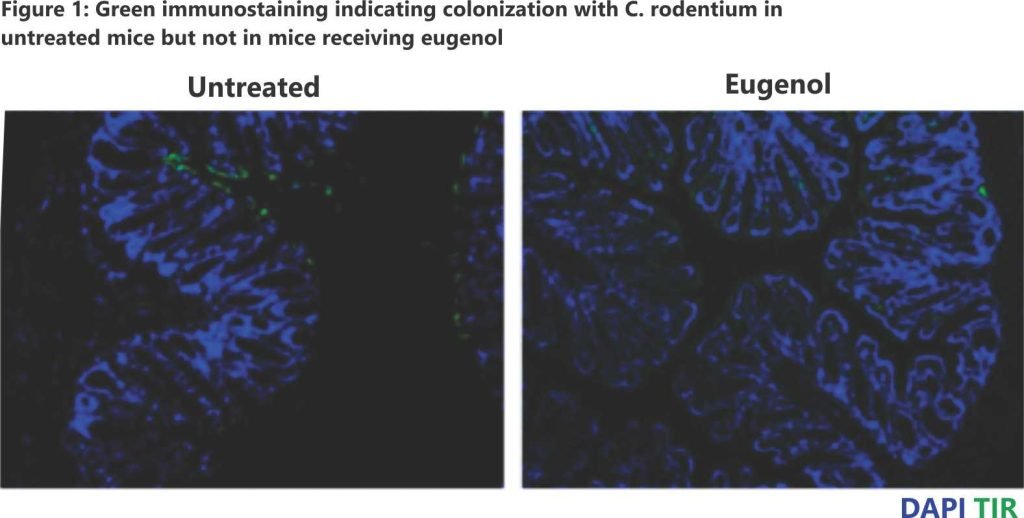 A New Lens for Phytogenics – Harnessing The Power of Plants - Benison Media