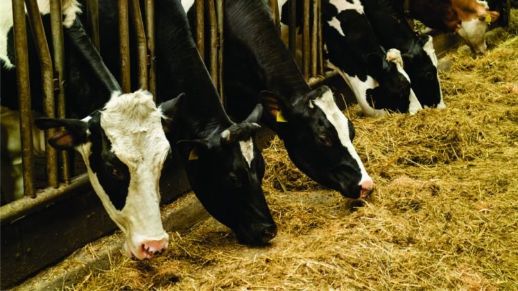 An Innovative Value Addition of Rice Straw - Benison Media