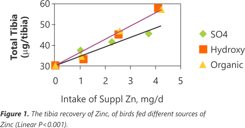 Unveiling the Hidden Power of Trace Minerals in Animal Nutrition ...