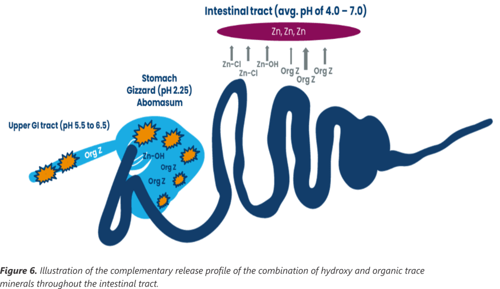 Unveiling the Hidden Power of Trace Minerals in Animal Nutrition ...