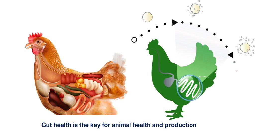 Kemin Industries Celebrates 20 Years of CLOSTAT™ and Probiotic ...