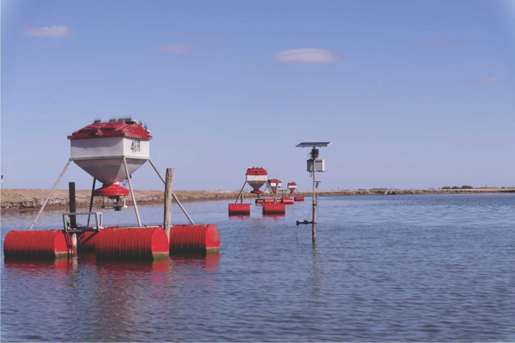 Transforming Shrimp farming: The IoT Advantage - Benison Media
