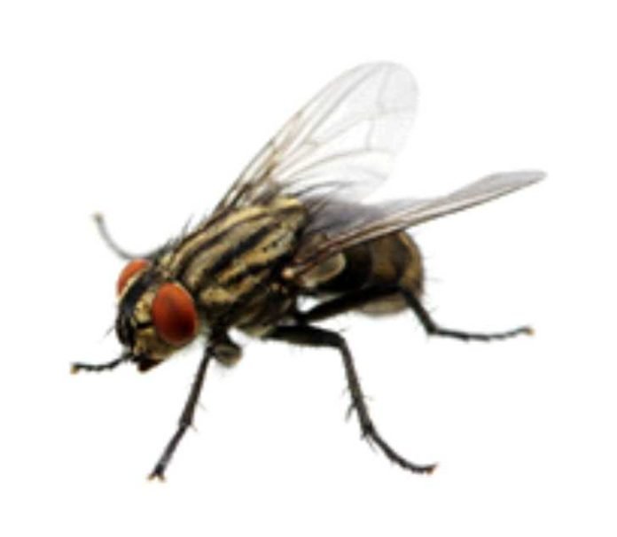 Strategies for Fly Control in Poultry Layer and Breeder Operations ...
