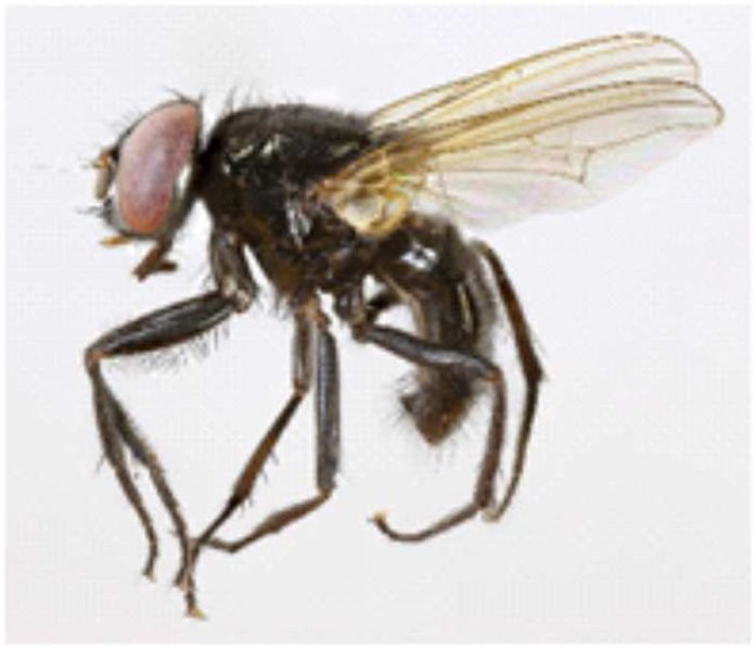 Strategies for Fly Control in Poultry Layer and Breeder Operations ...