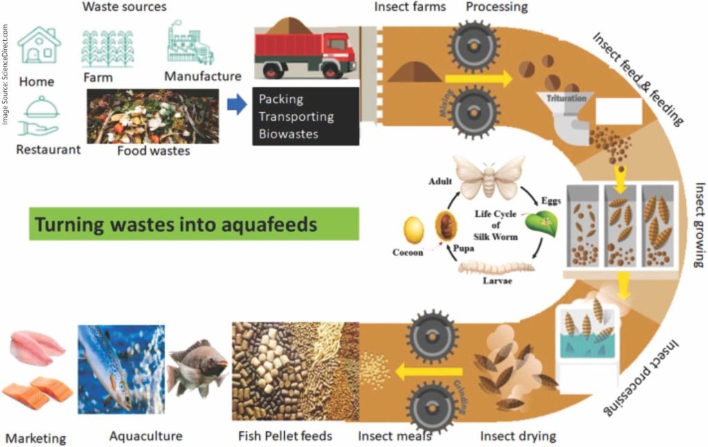 Technology Transfer of Insect Protein for Fish Feed - Benison Media