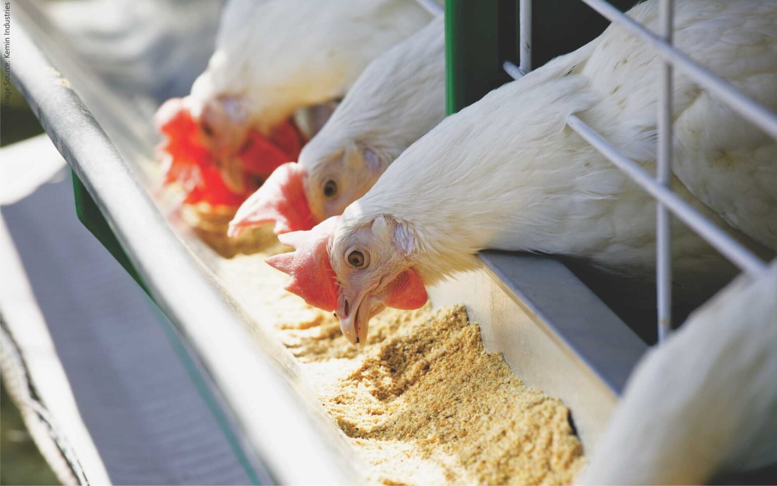 Evaluation of Fats and Oils in Poultry Feed - Benison Media