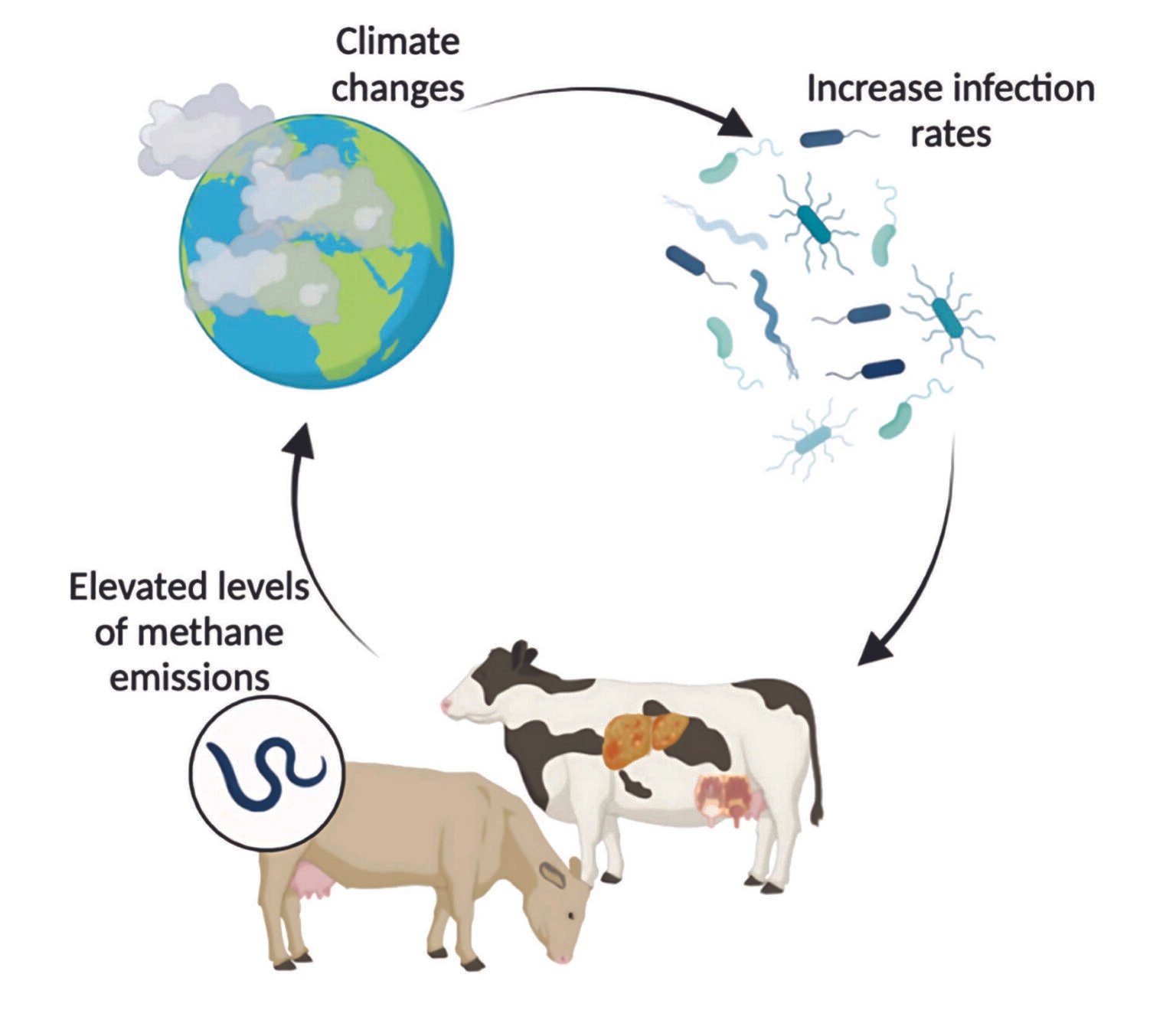 Effect of Climate Change on Food Security of Dairy Animals and Their ...