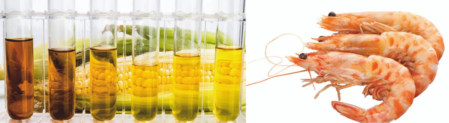 Animal Feed Industry Faces Pressure from Ethanol and Shrimp Tariff ...