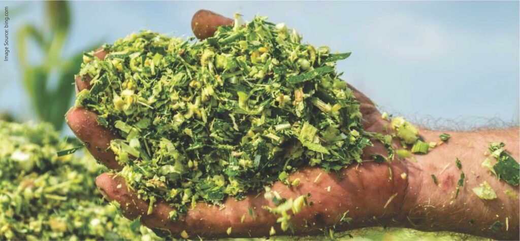 Transforming Forage Nutrition: Advances in Silage Additives for ...