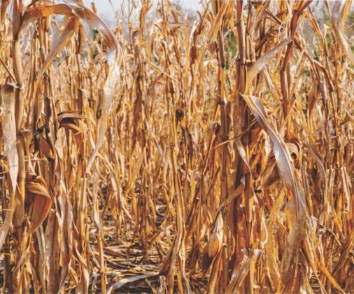 Maize Straw: Converting Agricultural Residue into Revenue Streams for ...