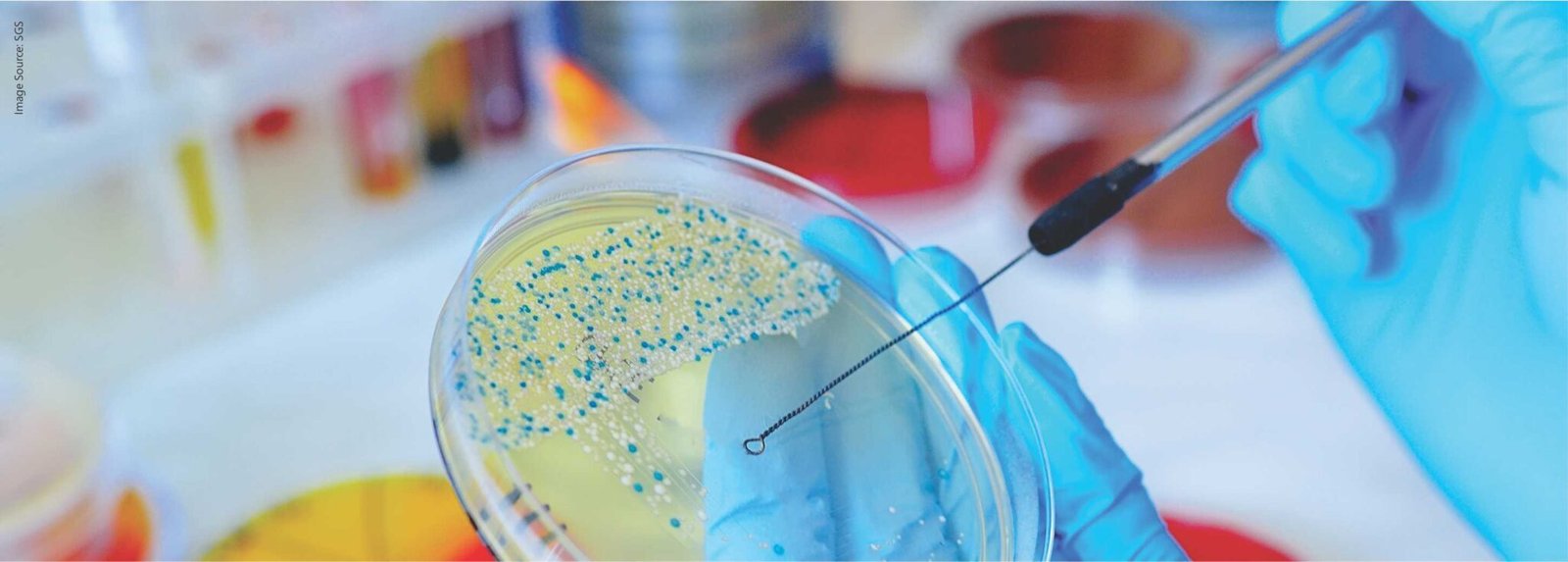 The Critical Importance of Testing for Mycotoxins in Animal Feed ...